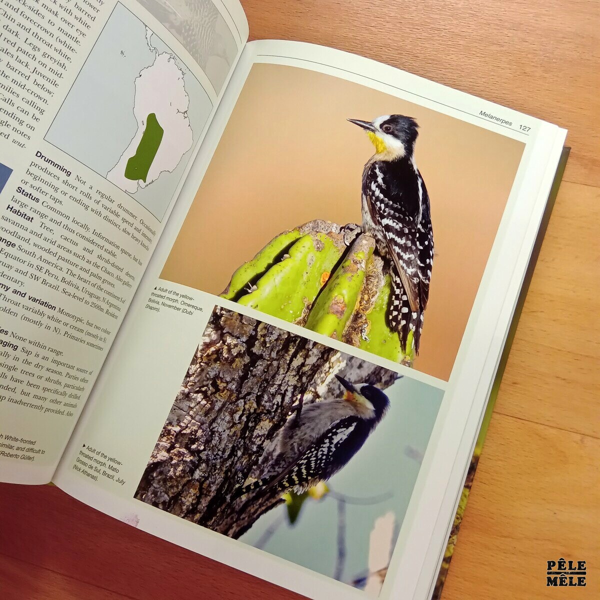 "Woodpeckers of the world, The complete guide" - Gerard Gorman - Pêle ...